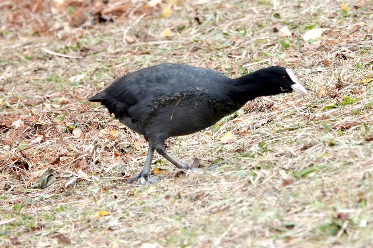 水元公園でちょっと撮影-その618: 料理もパソコンも音楽も楽しいね。