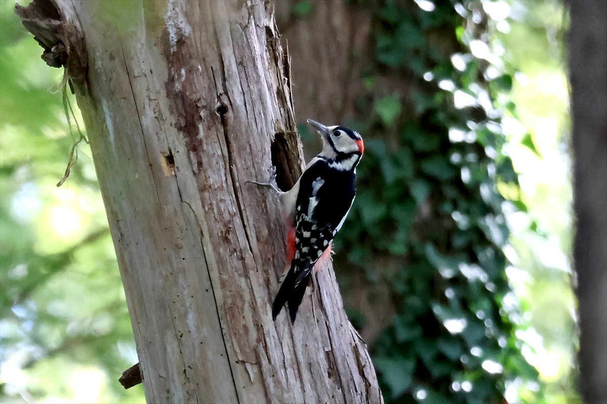 水元公園でちょっと撮影-その698: 料理もパソコンも音楽も楽しいね。