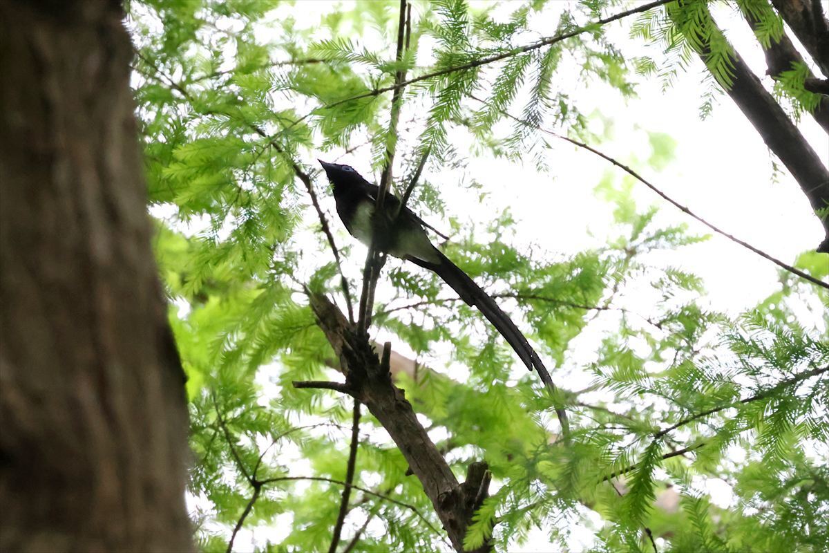 水元公園でちょっと撮影-その856: 料理もパソコンも音楽も楽しいね。